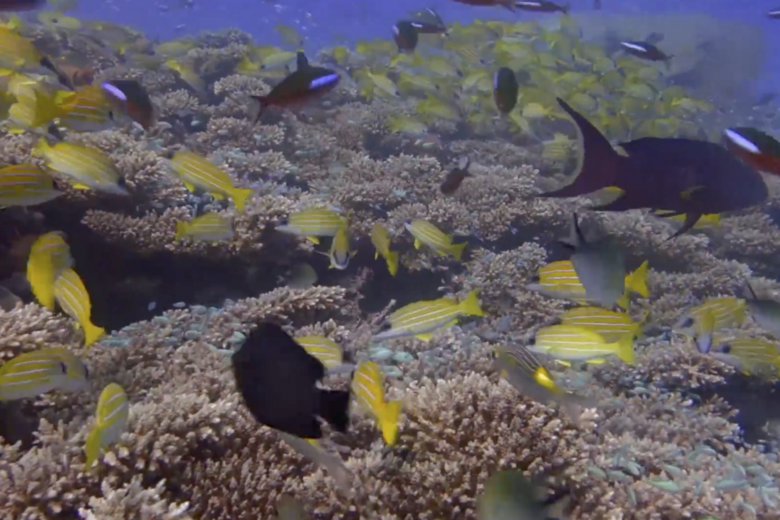 Gallery | Chagos Conservation Trust