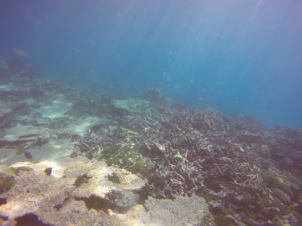 The story so far.....2017 expedition | Chagos Conservation Trust