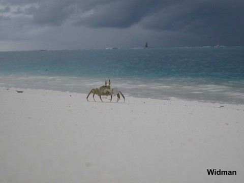 BIOT MPA Survey Expedition 2015 - Day 2 - Great Chagos Bank Sea Cow ...