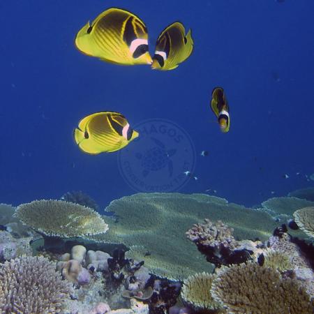 Great British Oceans and the need for more large Marine Protected Areas ...