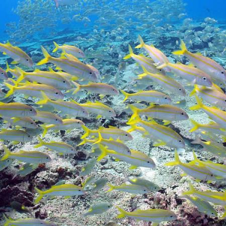 Febuary 2013 Expedition - To shoal or not to shoal | Chagos ...