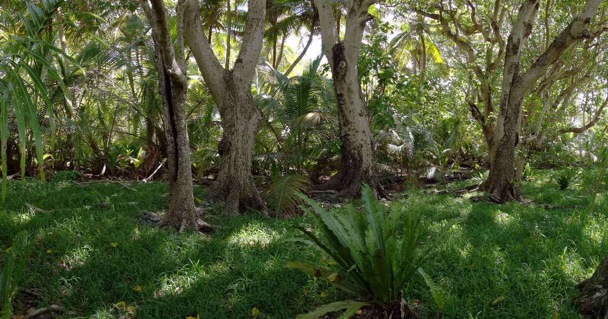 John Topp Botanical Fund | Chagos Conservation Trust